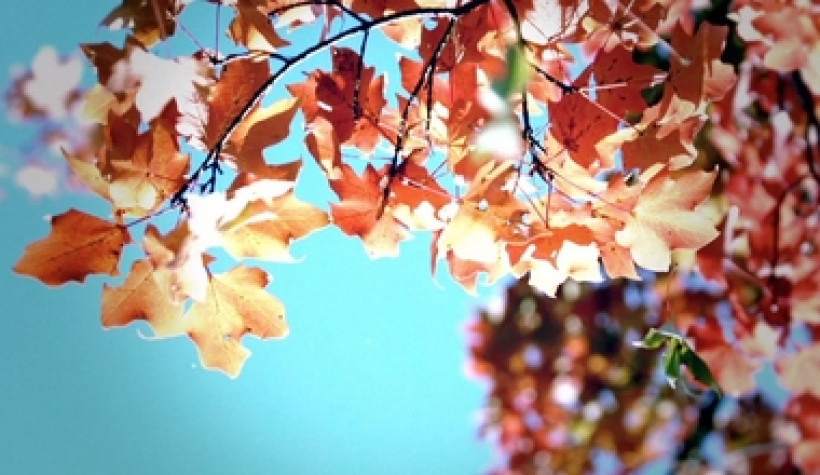 The Work of The People | Film | Slow Motion Nature Loop